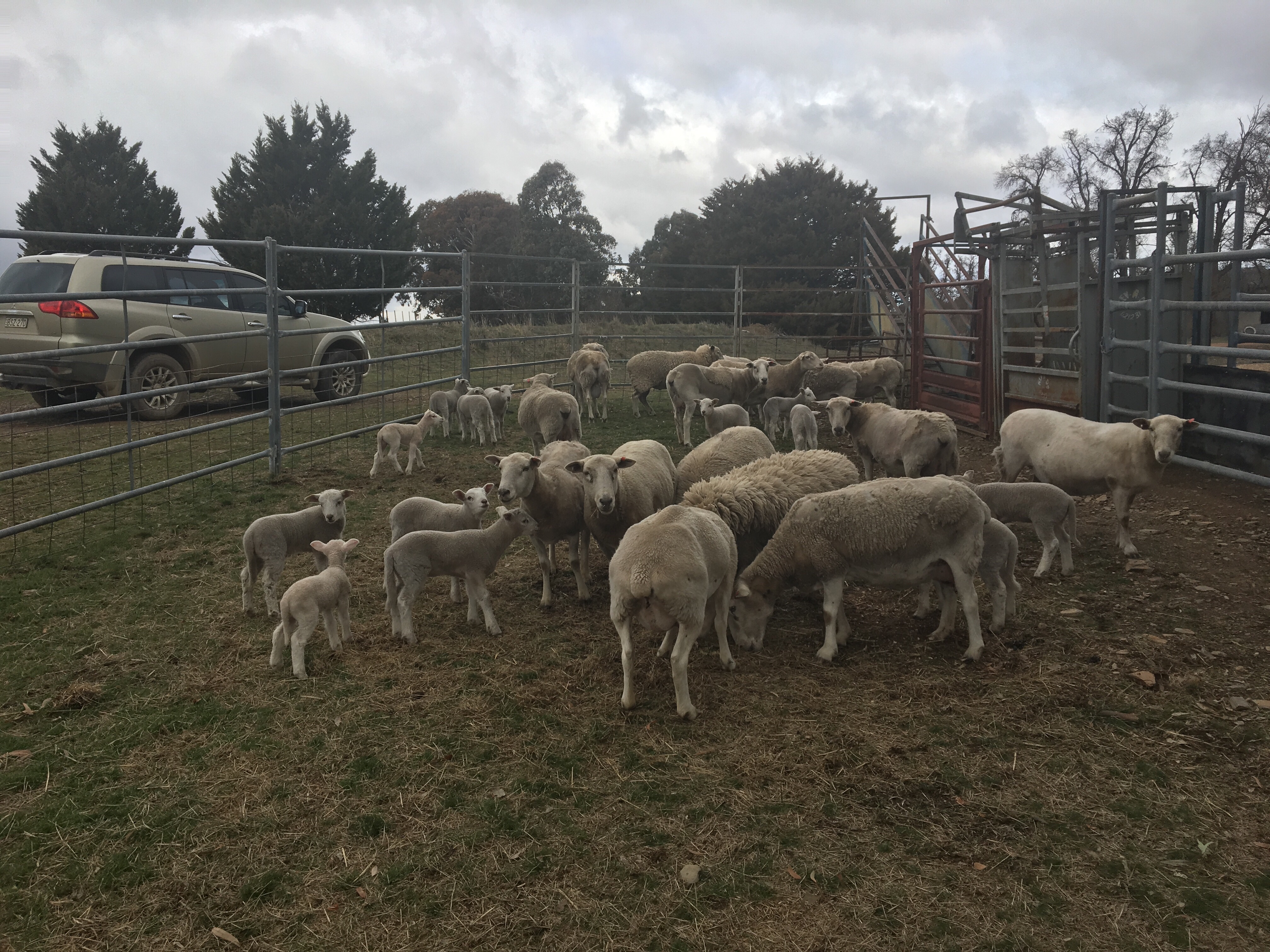 Life and death on the Rock Farm | rockfarming