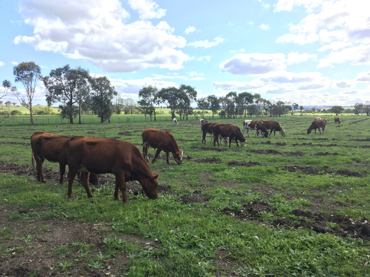 Rock Farm Transformed | rockfarming