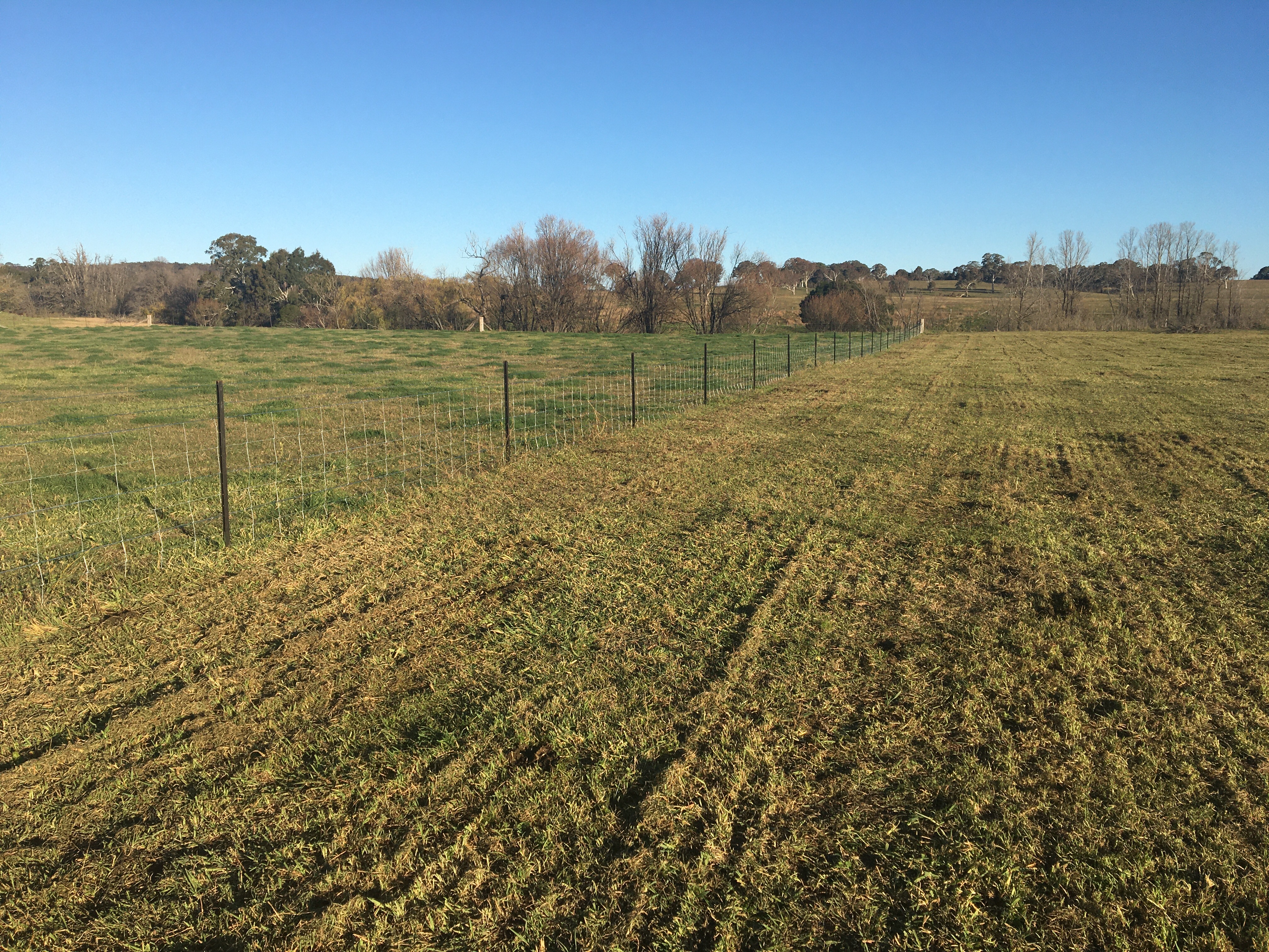 Winter paddock rotations | rockfarming