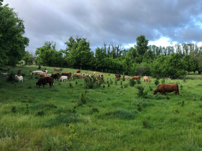 A strategy emerges | rockfarming
