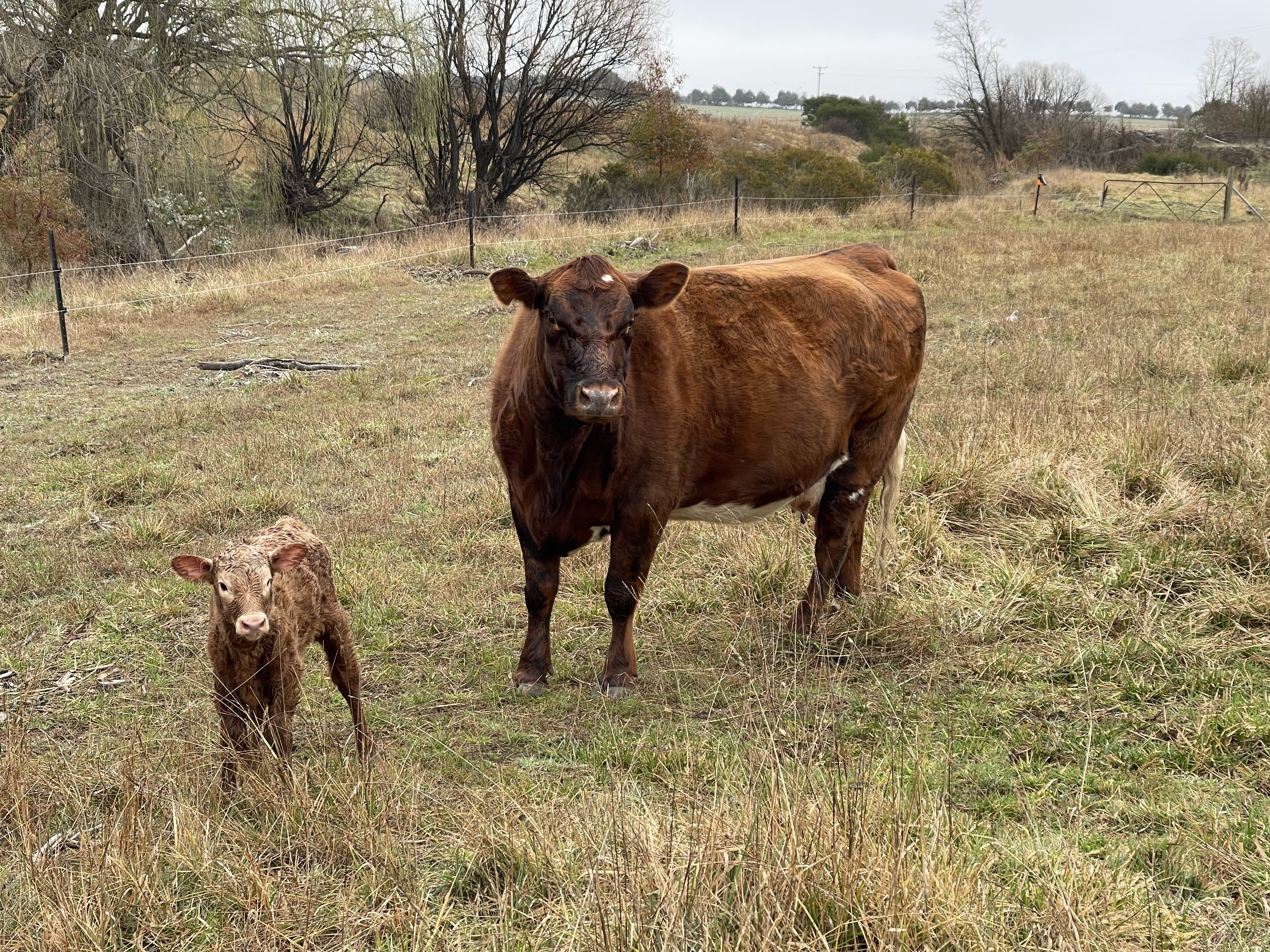 Spring Calving Challenges on the Rock Farm | rockfarming