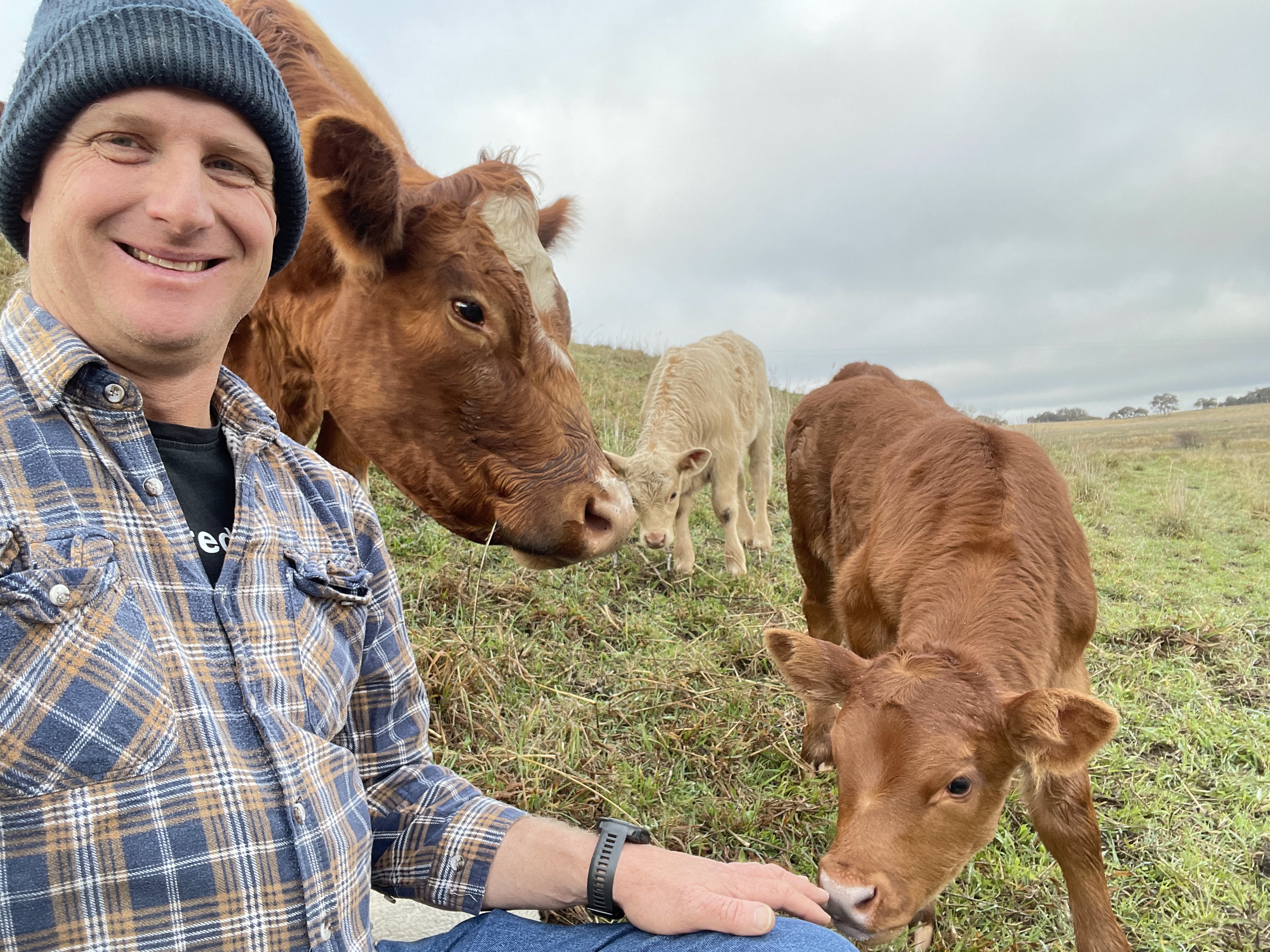 Spring Calving Challenges on the Rock Farm | rockfarming